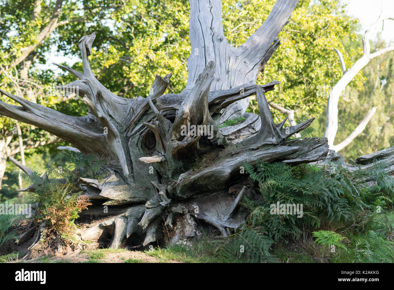 Dead tree roots Stock Photo - Alamy