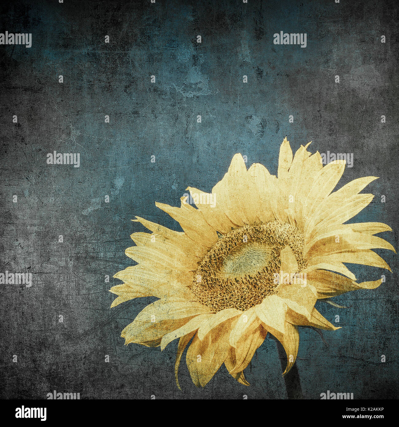 vintage image of sunflower on grunge background Stock Photo - Alamy