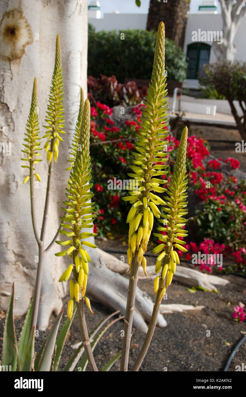 Attractive yellow spikes of knoffia flower in a cultivated garden Stock ...