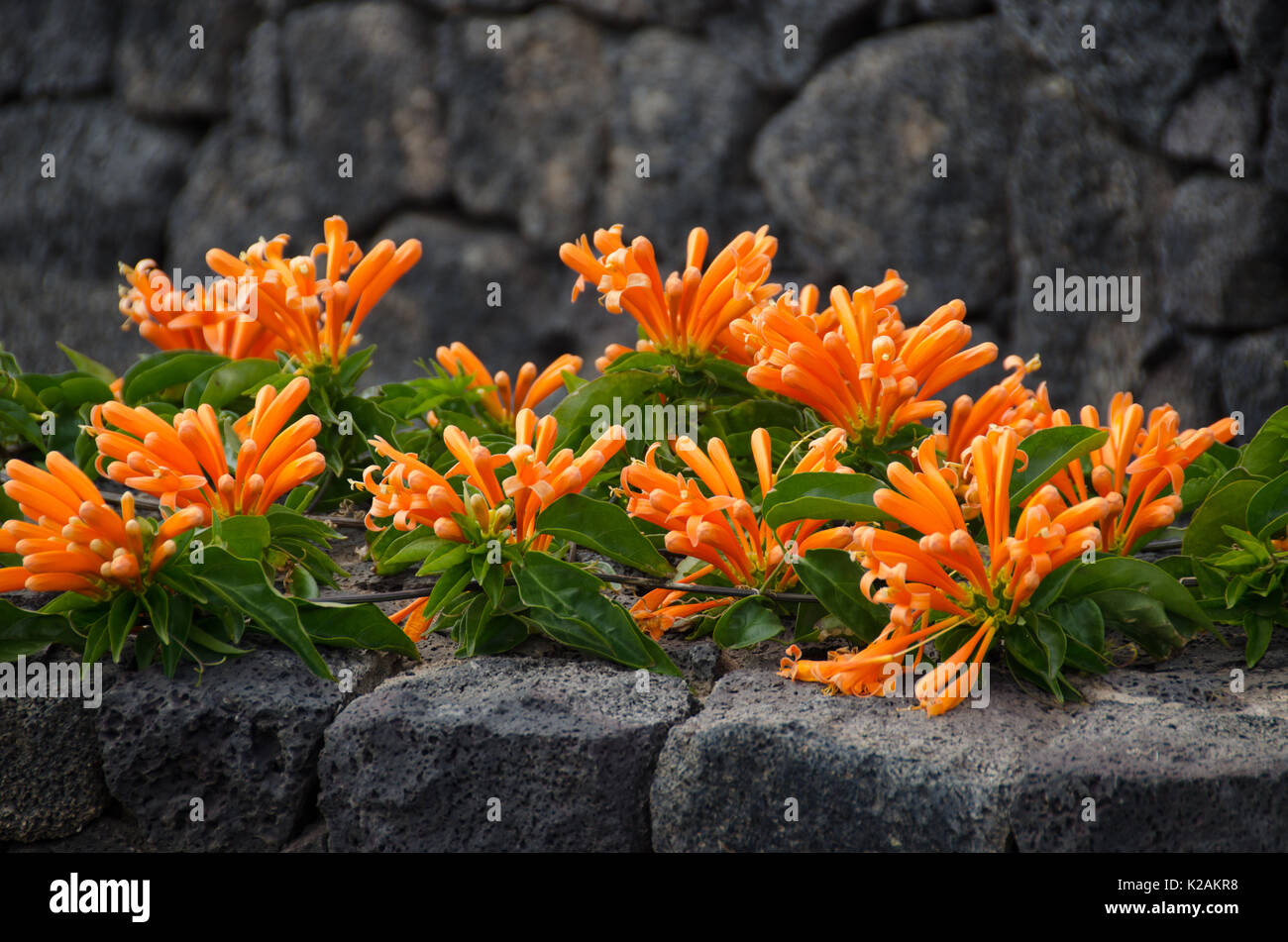 Orange Trumpet Vine Stock Photo - Alamy