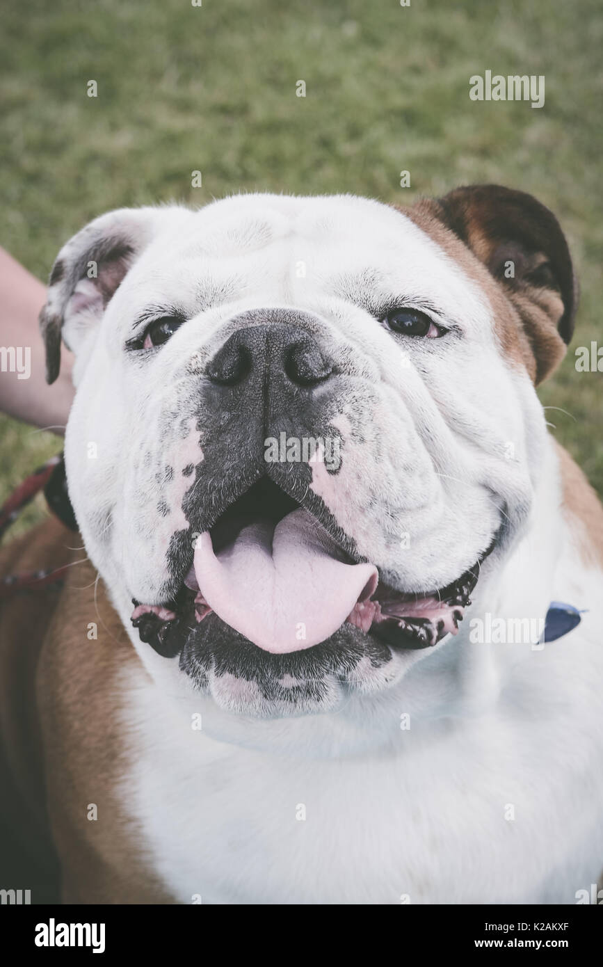 Old english bull dog bulldog hi-res stock photography and images - Alamy