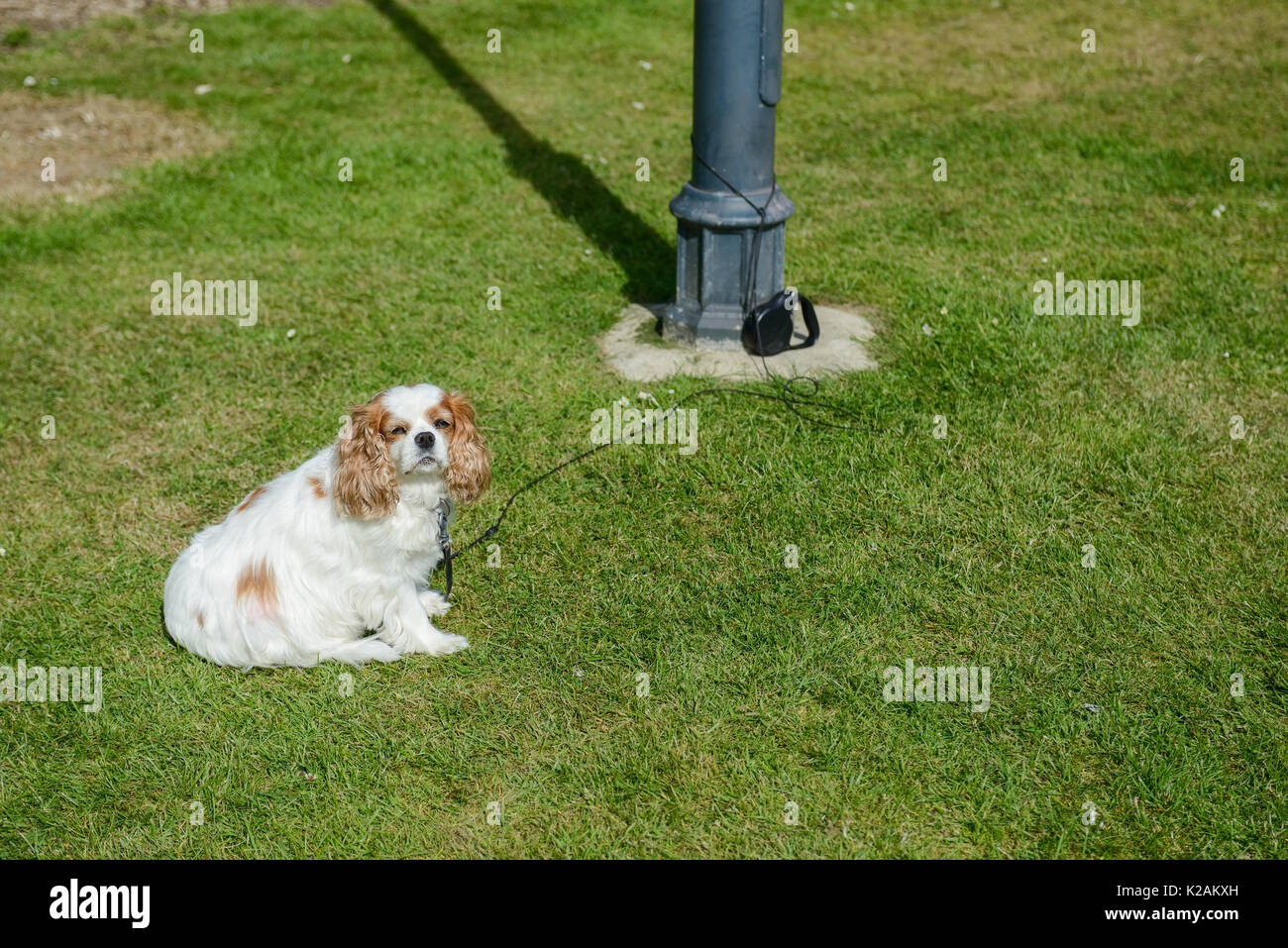 Dog tied to lamp post hi-res stock photography and images - Alamy
