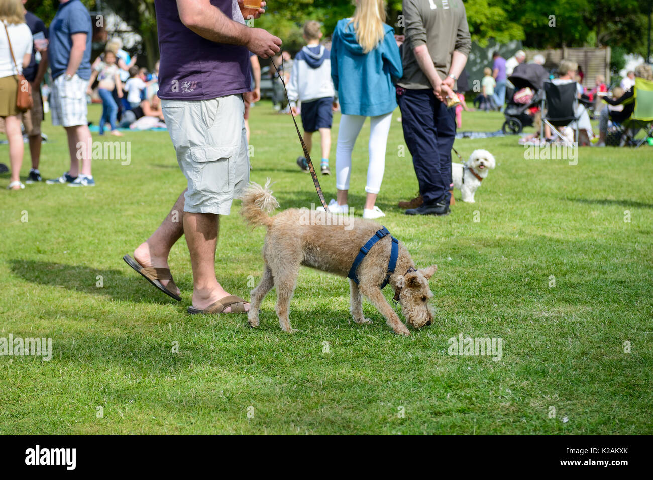Medium sized dog breed hi-res stock photography and images - Alamy