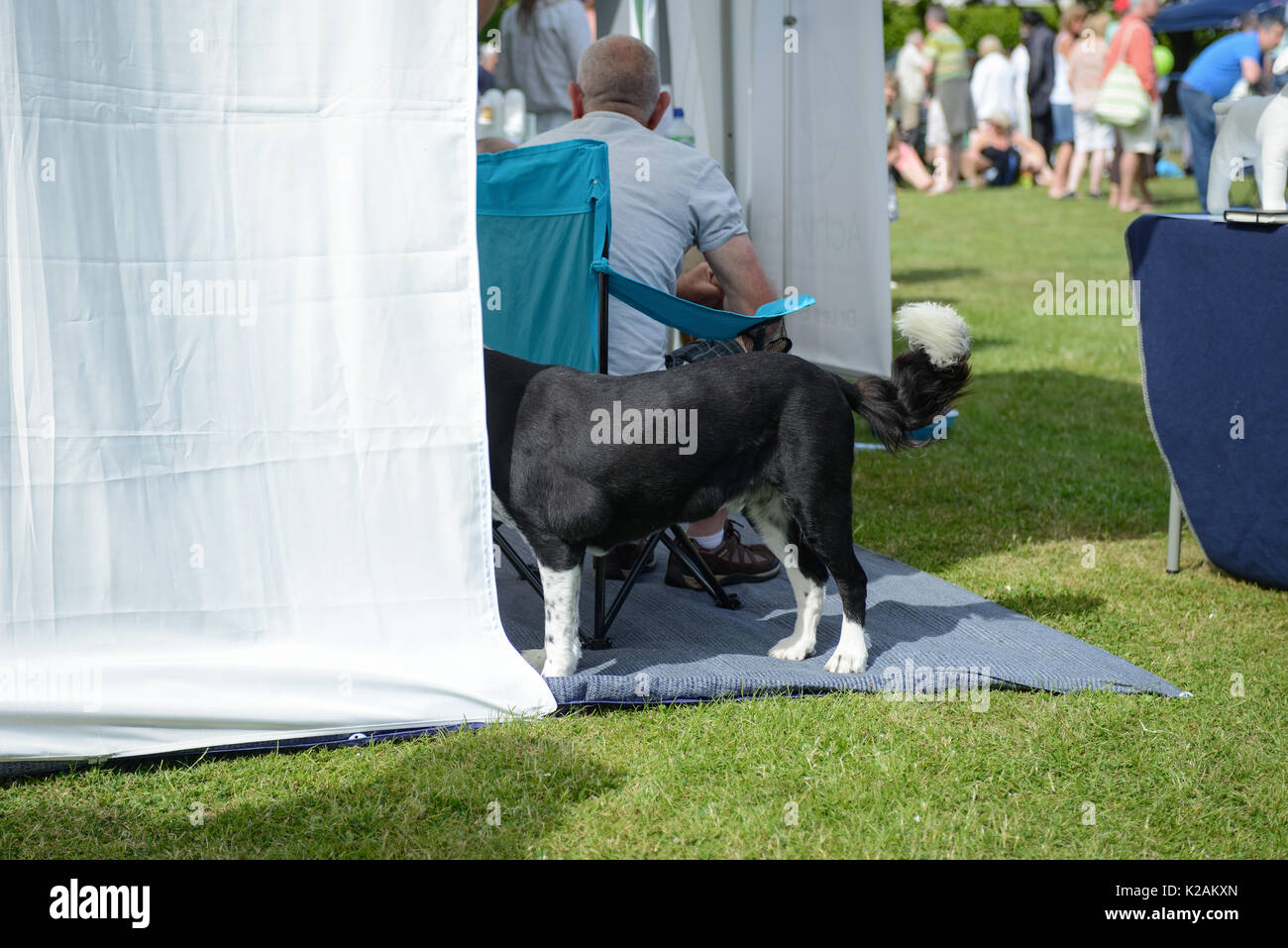 A dog looking into a tent during a village dog show in England Stock ...