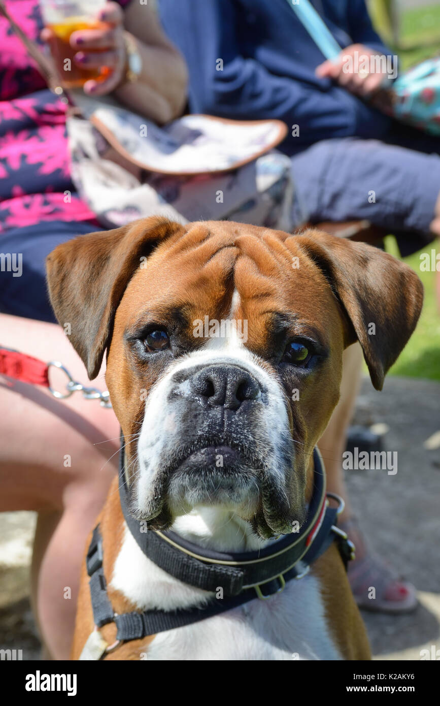 Village Dog Show High Resolution Stock Photography and Images - Alamy