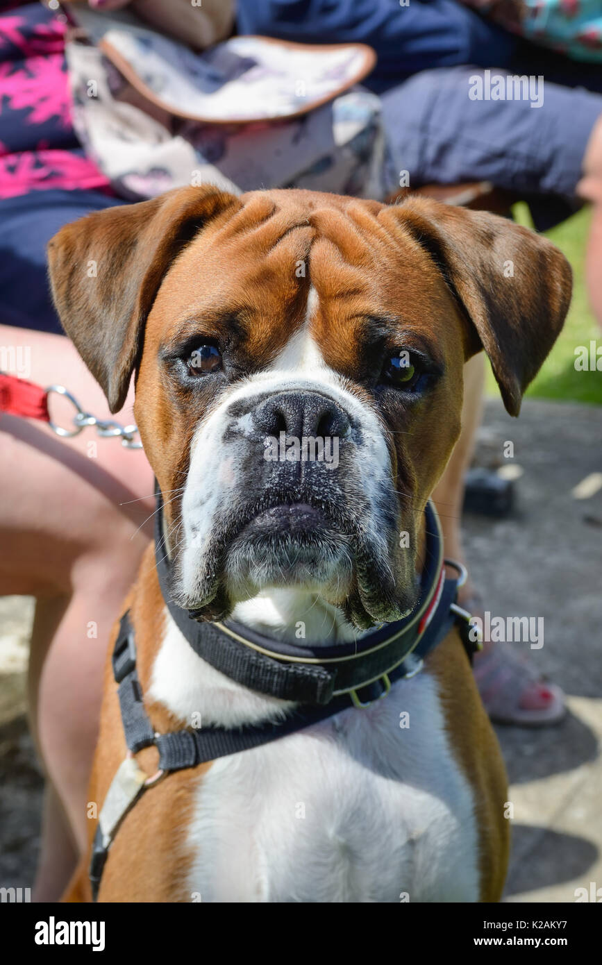 A boxer dog aged 22 months old at a village dog show in England Stock ...