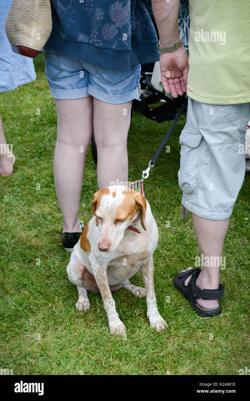 A dog sleeps whilst its owners watch a village dog show in England ...