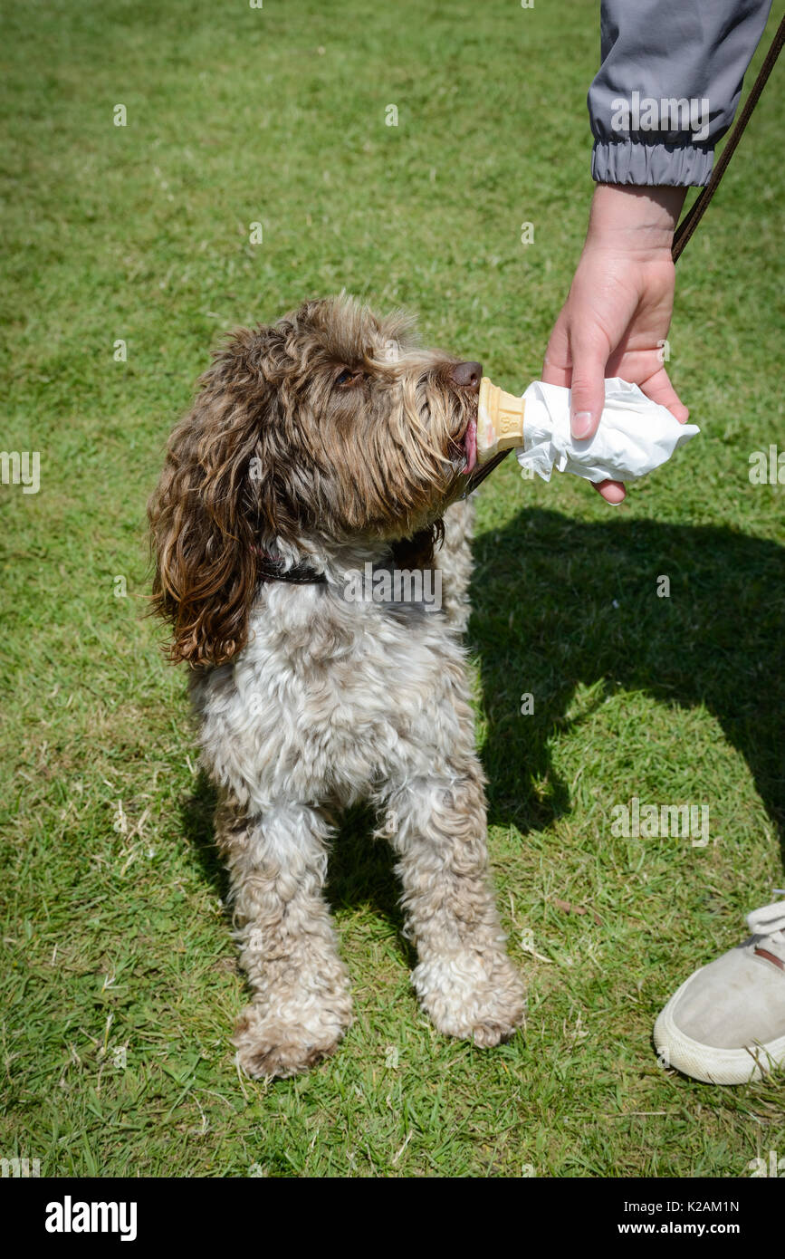 Facing lick licking hi-res stock photography and images - Alamy