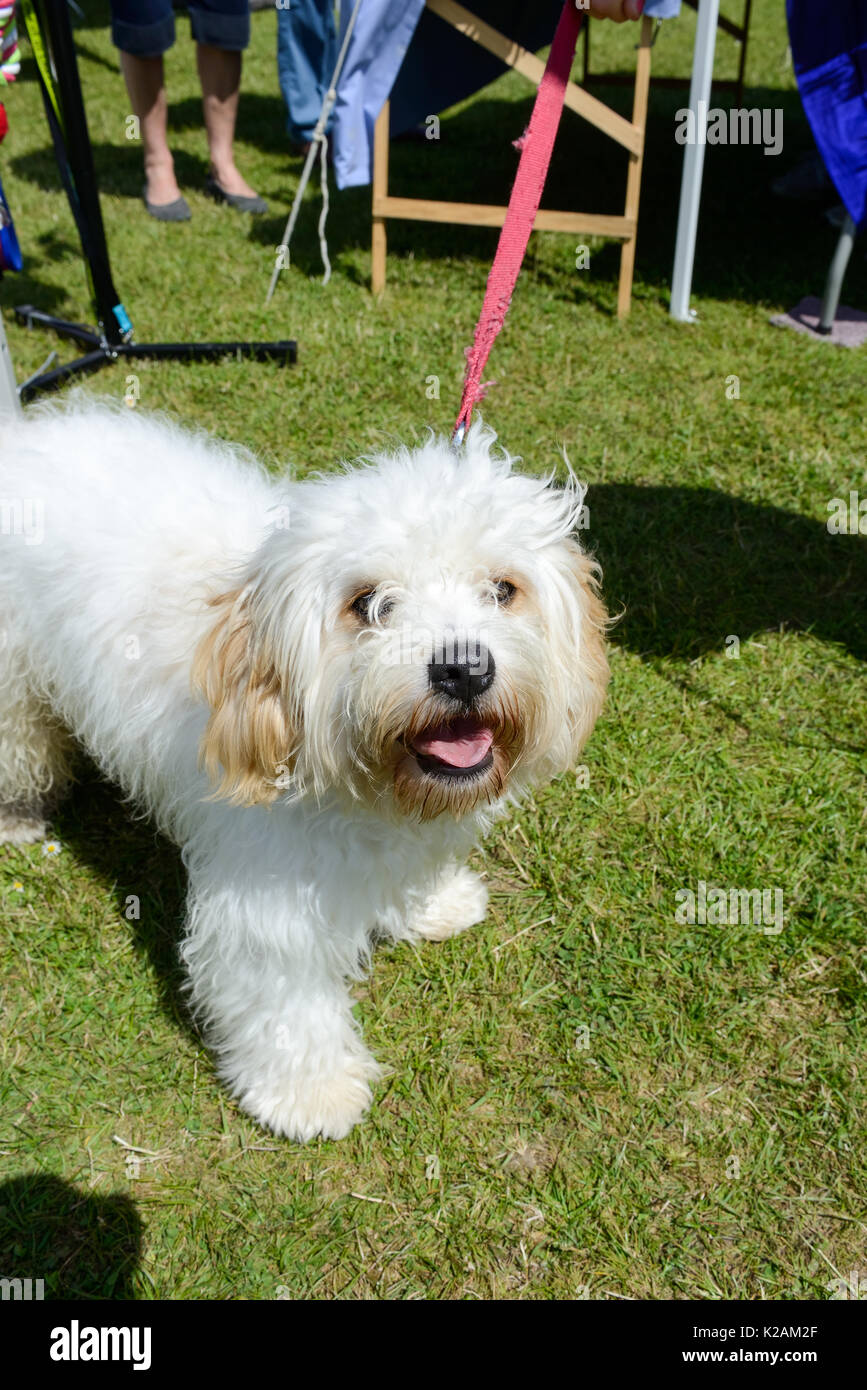 Cavapoo dog hi-res stock photography and images - Alamy