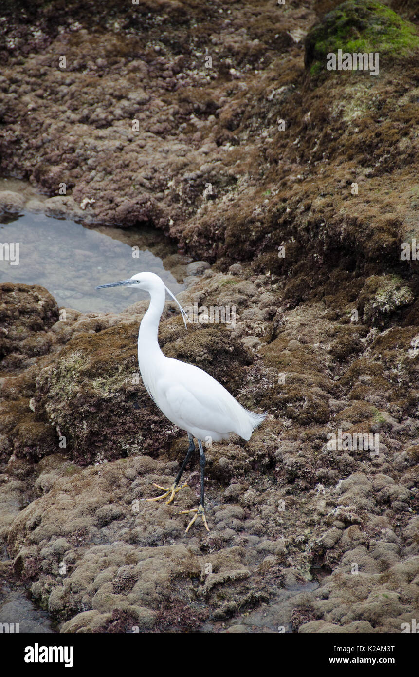 Great egret, also known as the common egret, large egret or great white ...