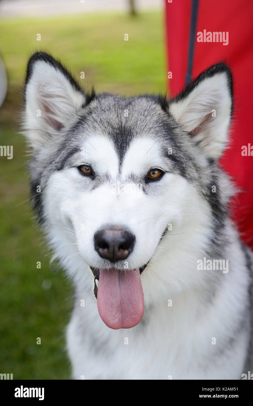 Malamute head hi-res stock photography and images - Alamy