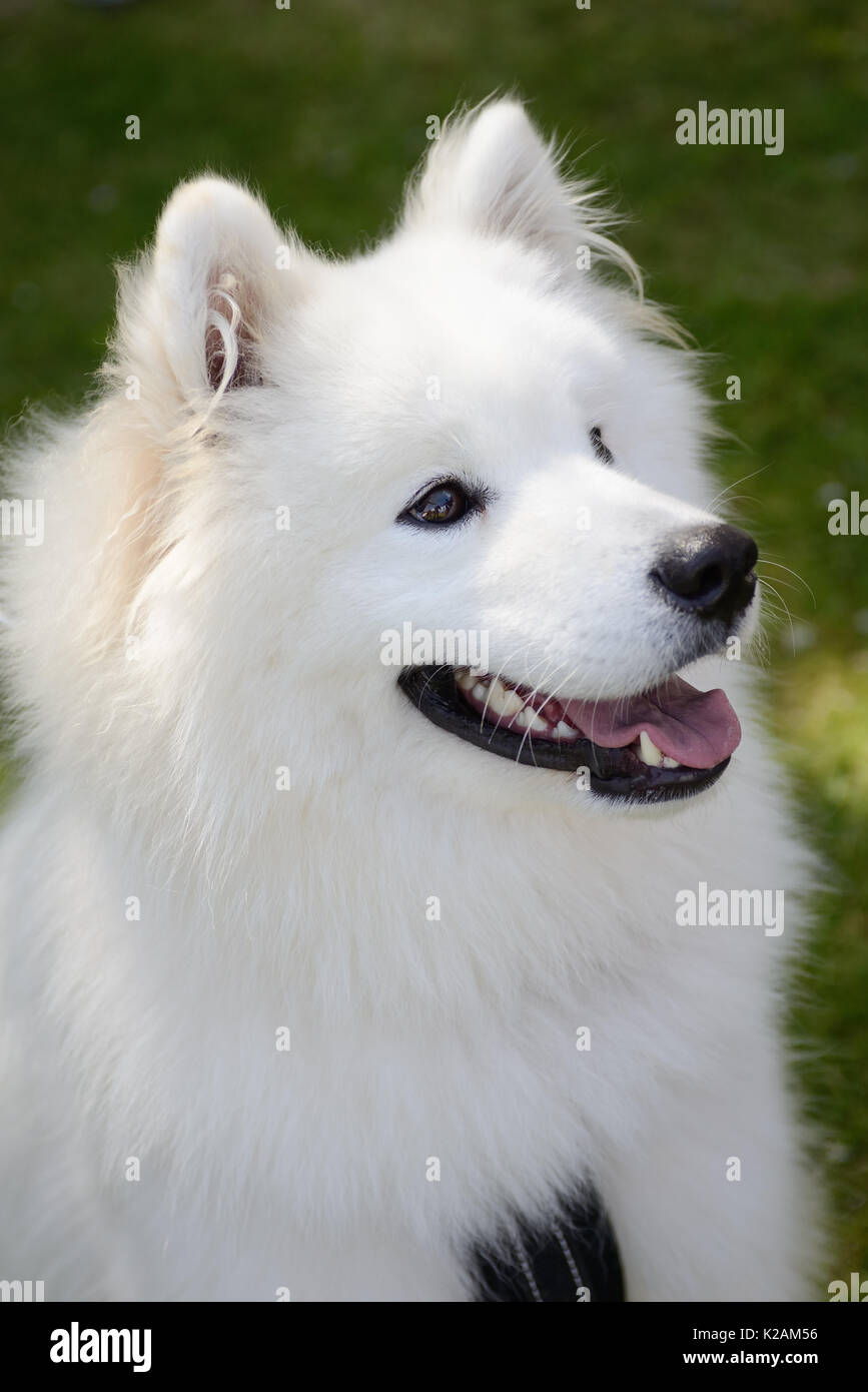 A samoyed dog aged 20 months at a village dog show in England Stock ...