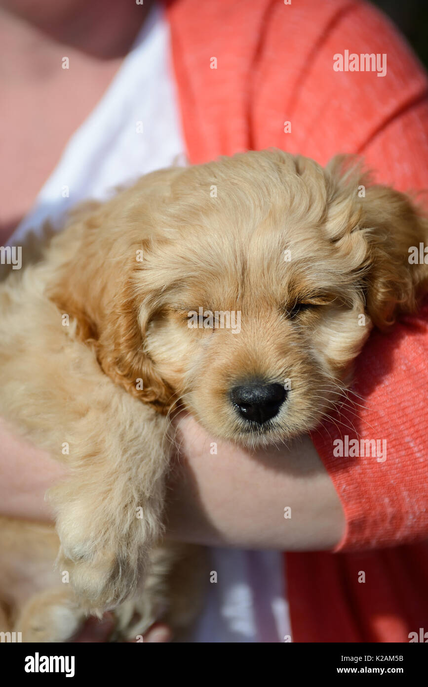 A cavapoo puppy aged 9 weeks old asleep in the arms of its owner Stock ...