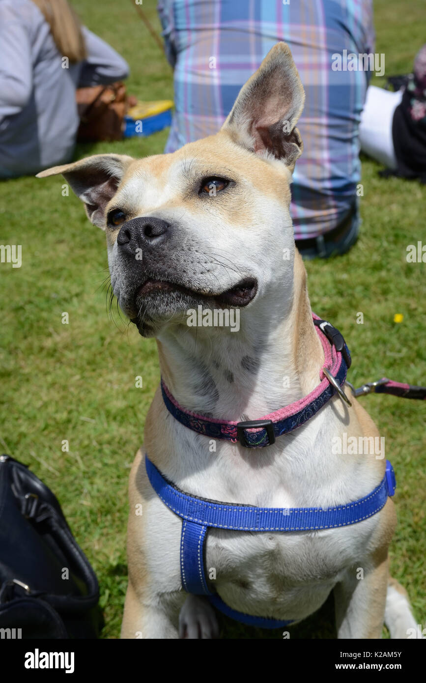 Staffy cross hi-res stock photography and images - Alamy