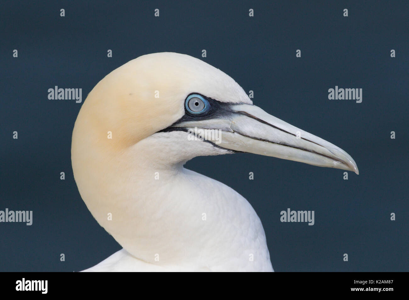 Troup Head Rspb Reserve High Resolution Stock Photography and Images ...