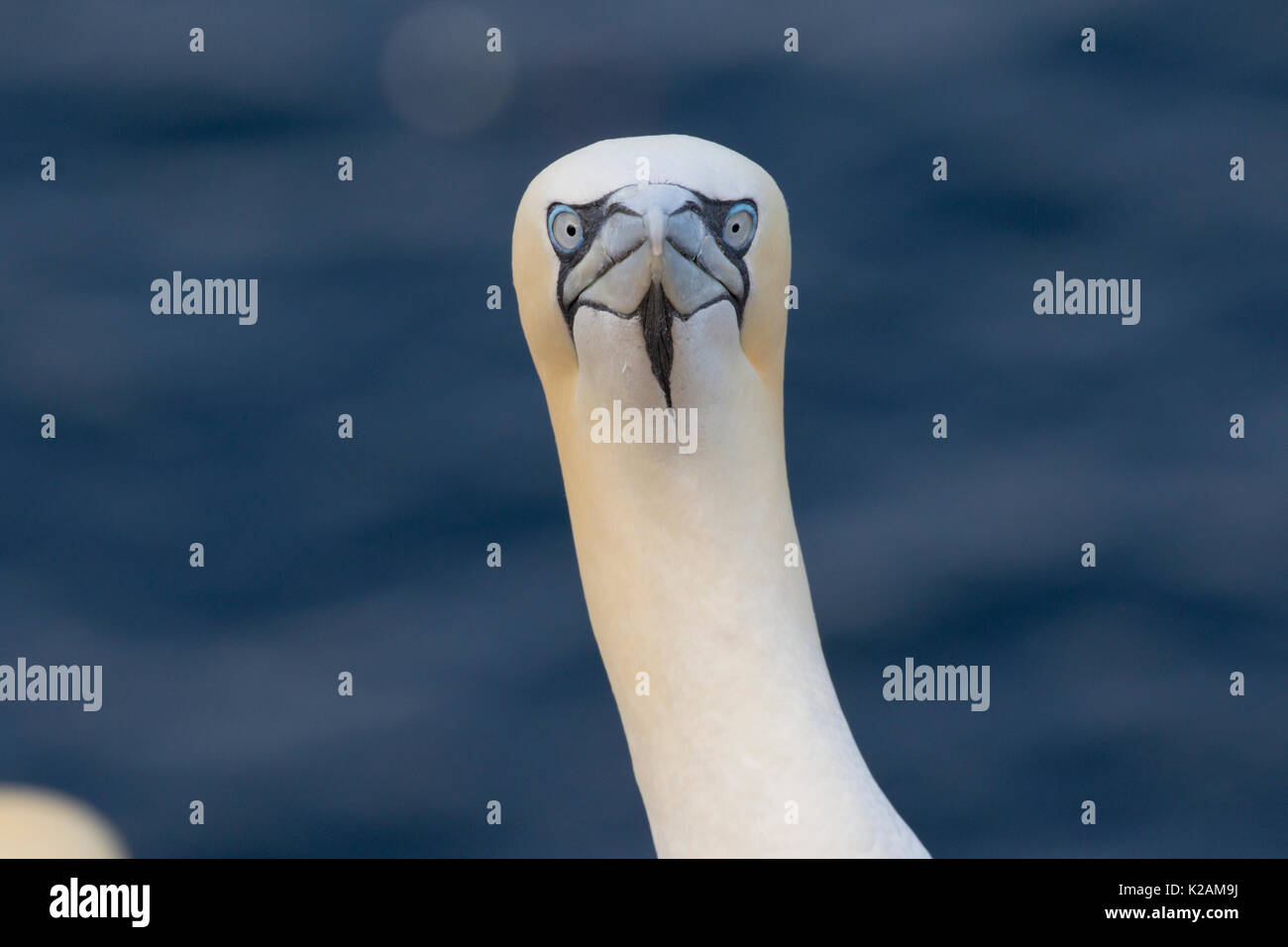 Scotland troup head hi-res stock photography and images - Alamy