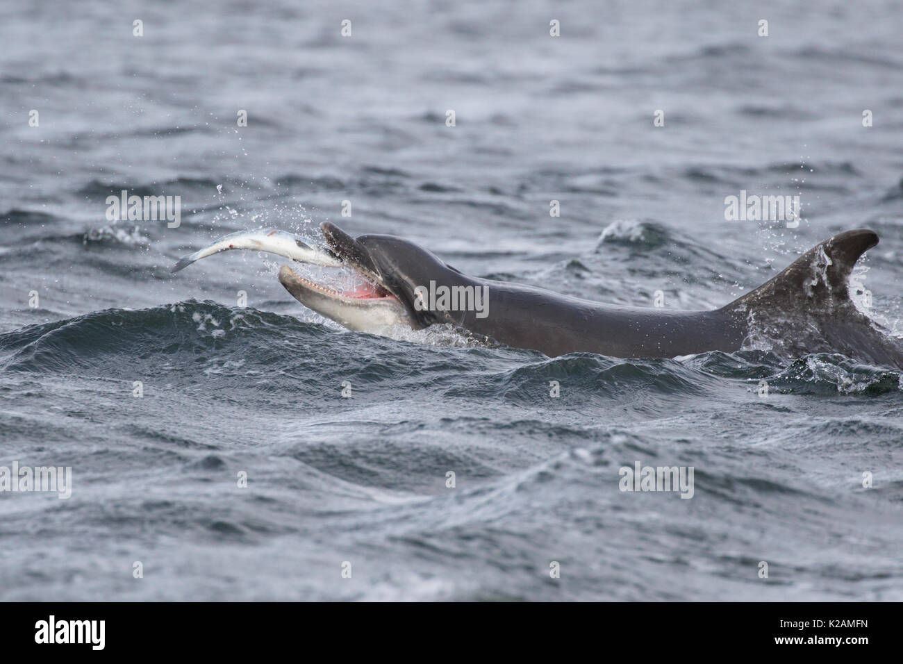 Bottlenose Dolphin Eating