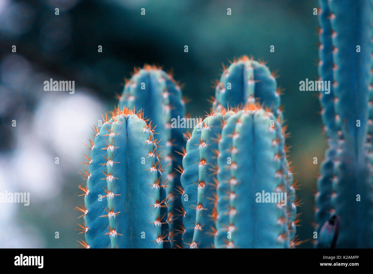 blue San Pedro Cactus with flowers.captured in the desert. Selective ...
