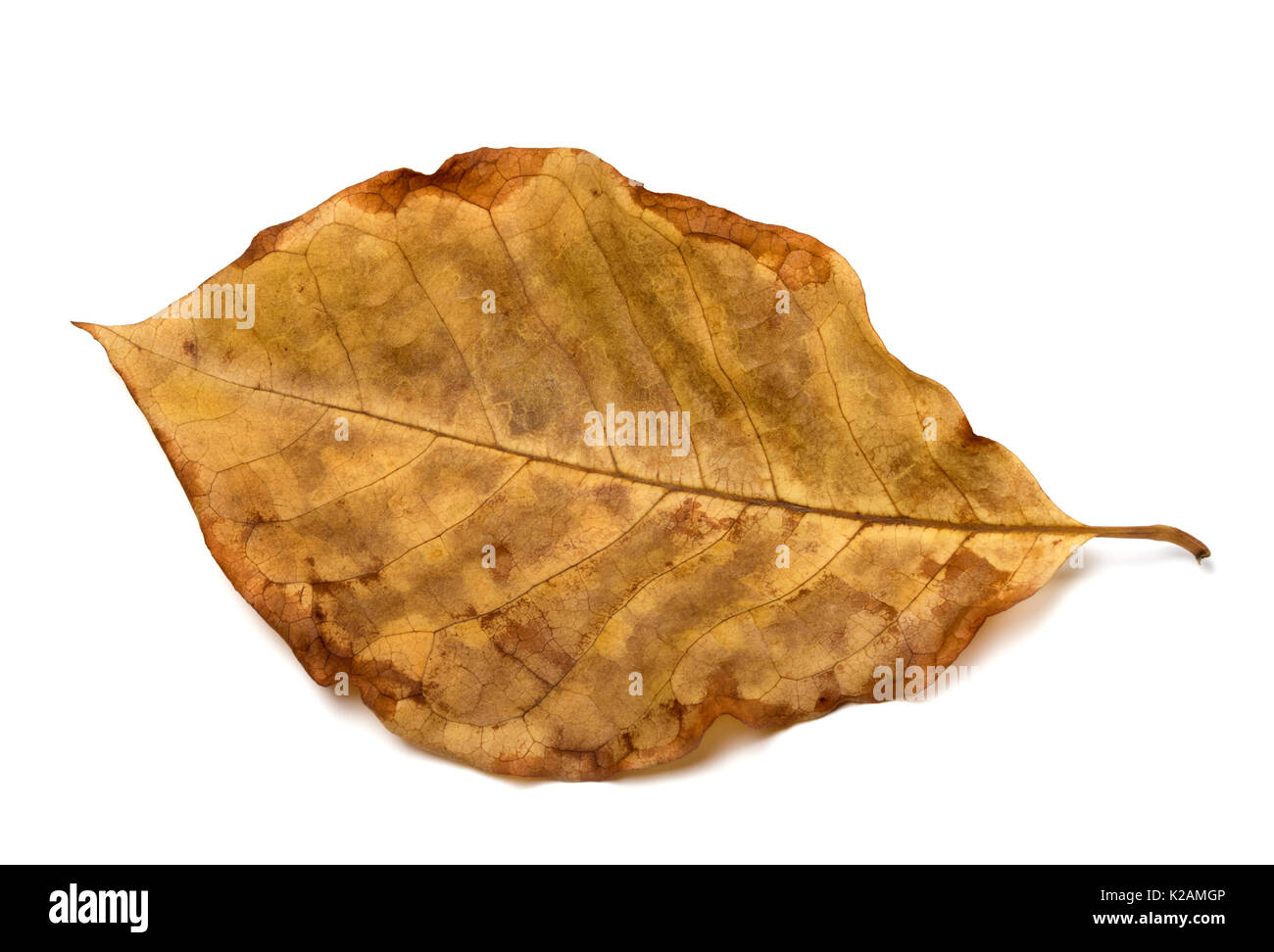 Autumn dry leaf of walnut tree, Juglans regia or Persian walnut ...