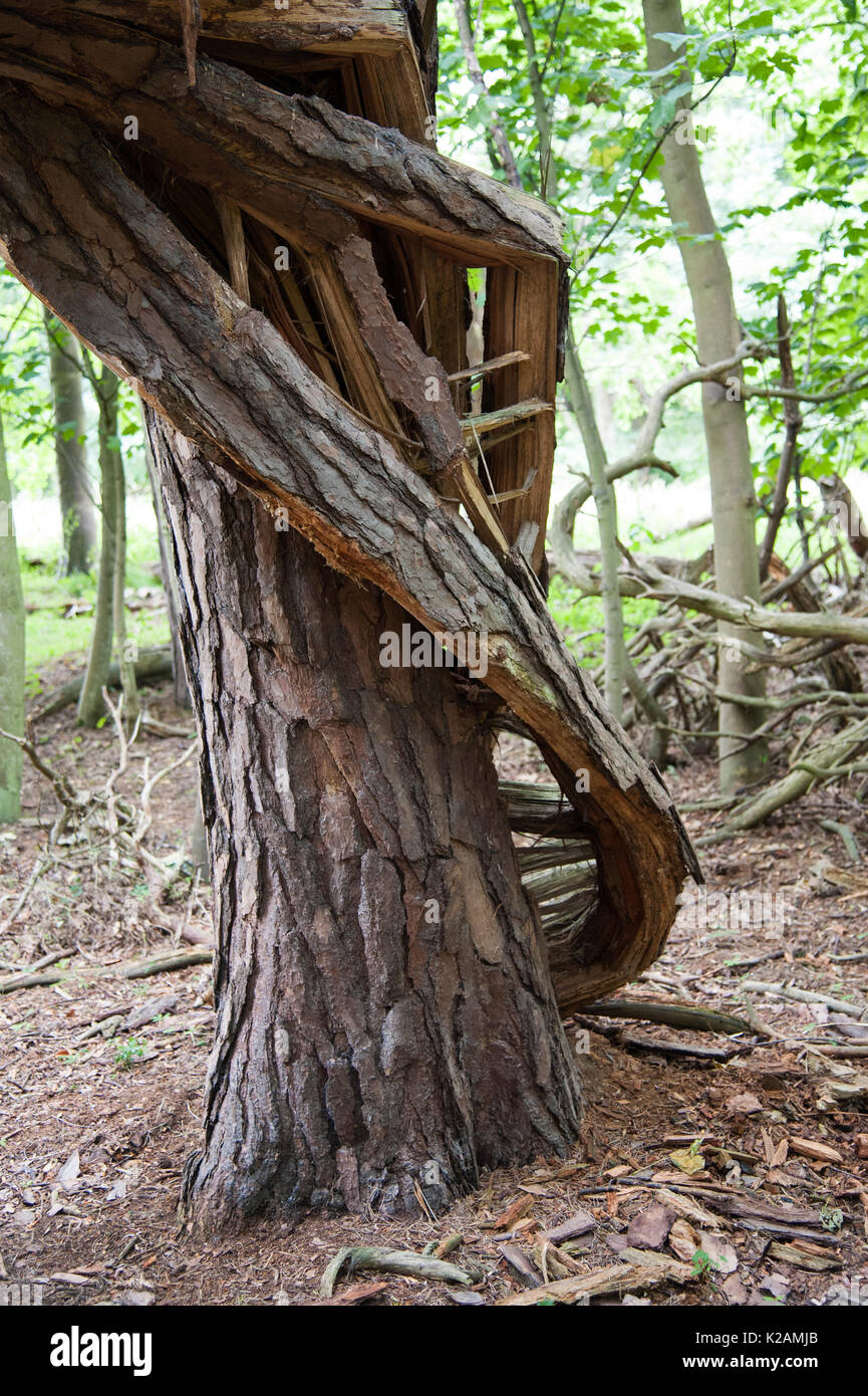 Cracked, twisted tree Stock Photo - Alamy