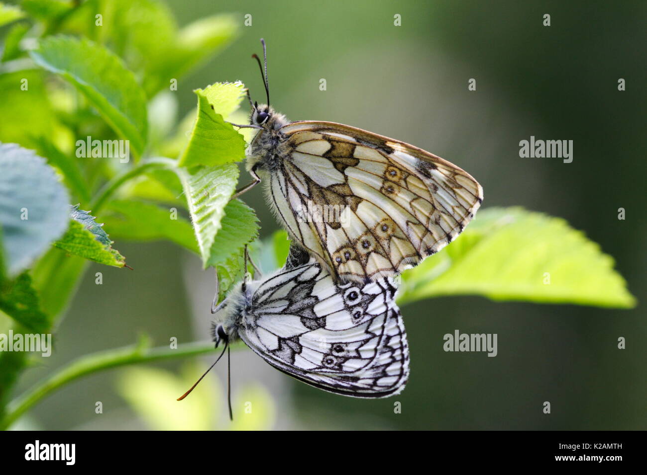 Pairing Marbled White butterflies Stock Photo - Alamy