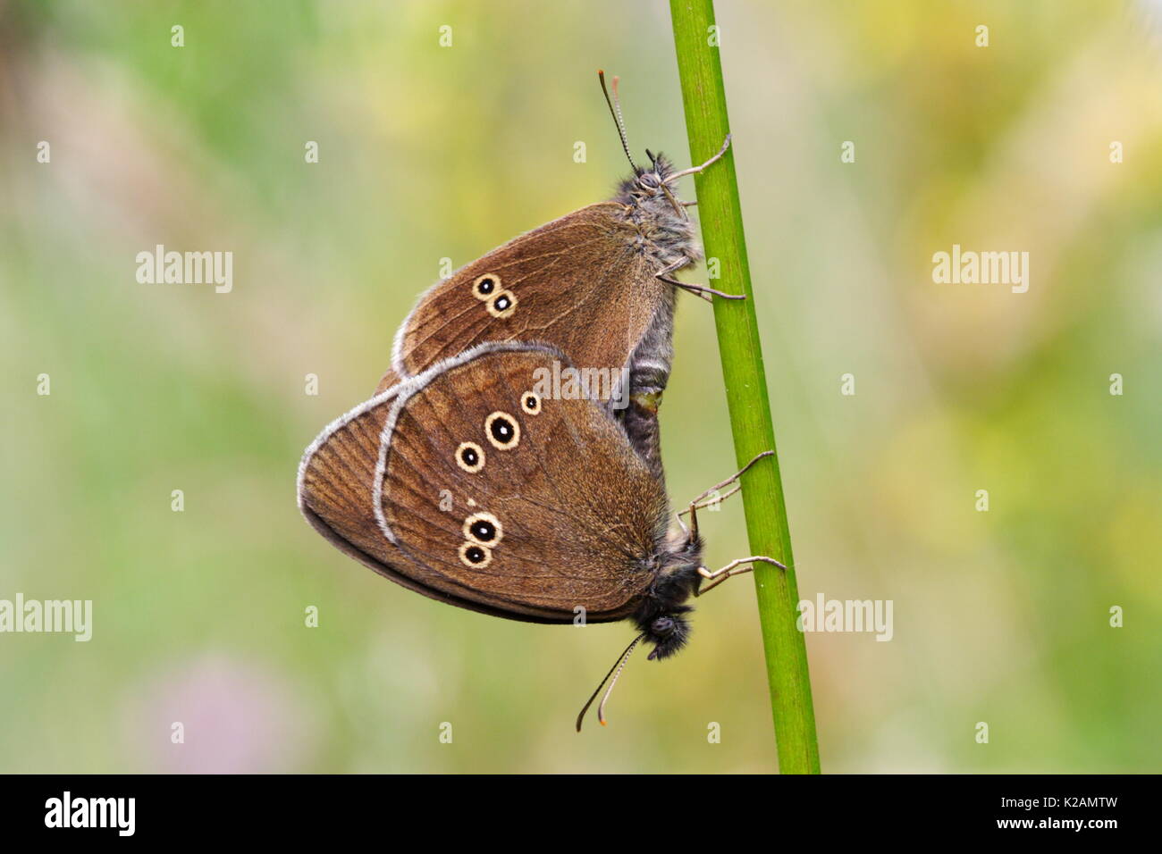 Female ringlet butterfly hi-res stock photography and images - Alamy