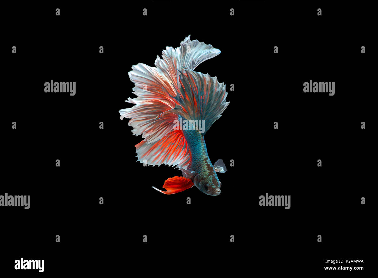 Beta fighting fish hi-res stock photography and images - Alamy