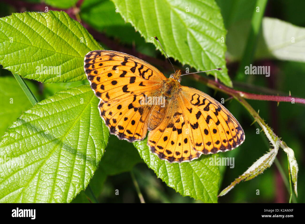 Marbled Fritillary butterfly Stock Photo - Alamy