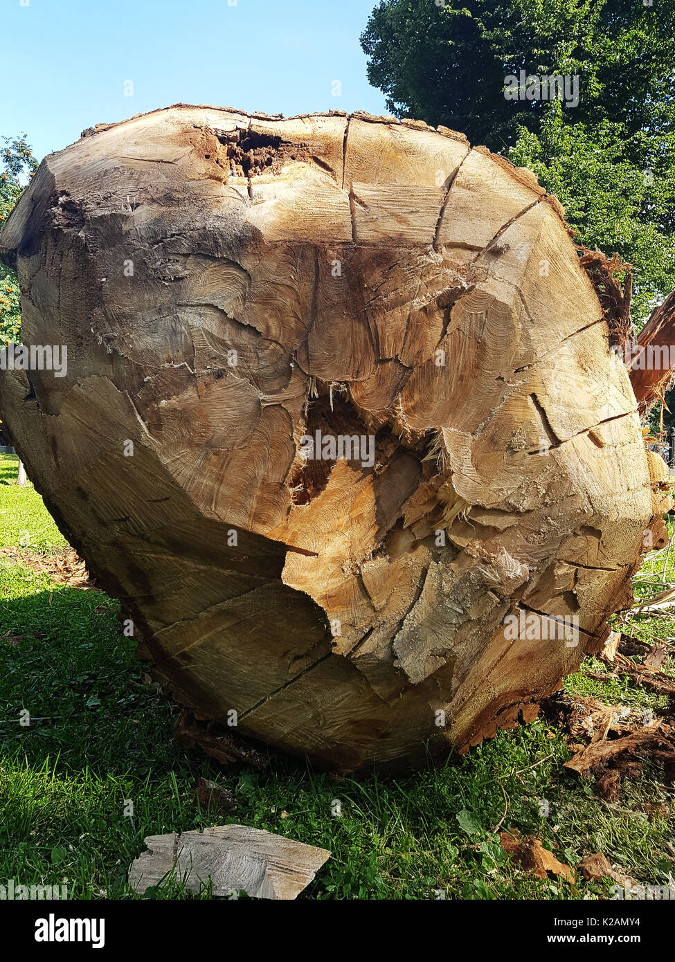 Photo of lying felled tree Stock Photo - Alamy