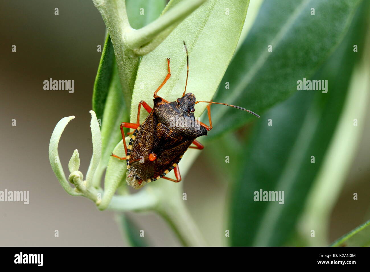 Red-legged (Forest) Shield Bug Stock Photo - Alamy