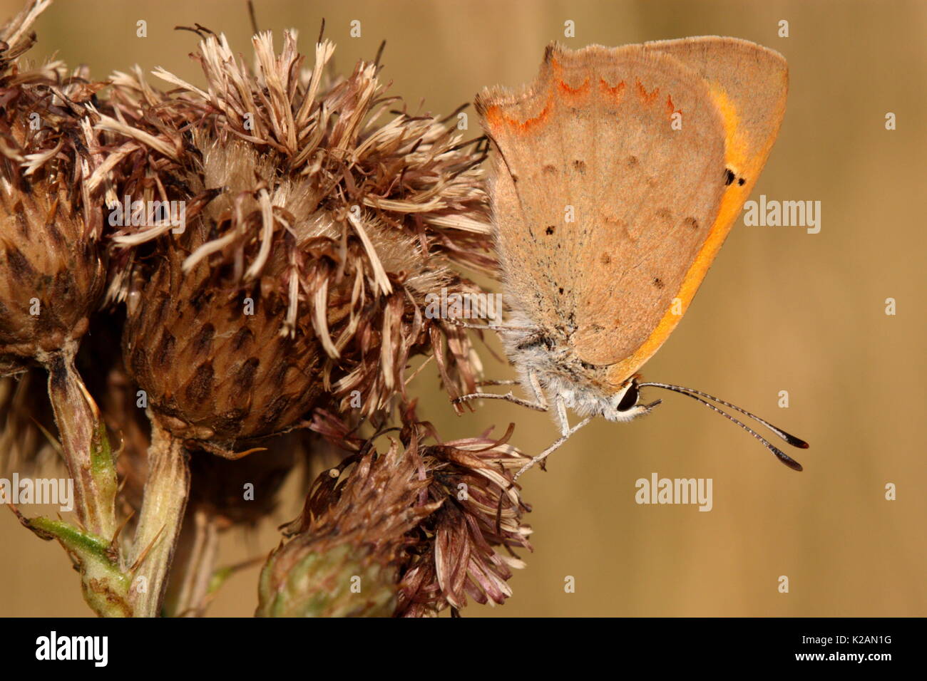 Male small copper butterfly hi-res stock photography and images - Alamy
