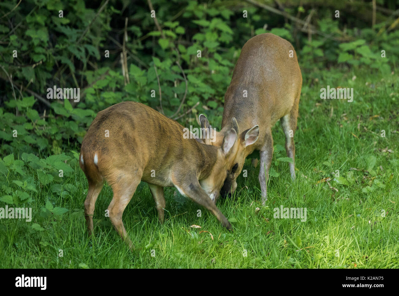 Male Muntjacs Muntiacus reevesi head butting in woodland glade Stock ...