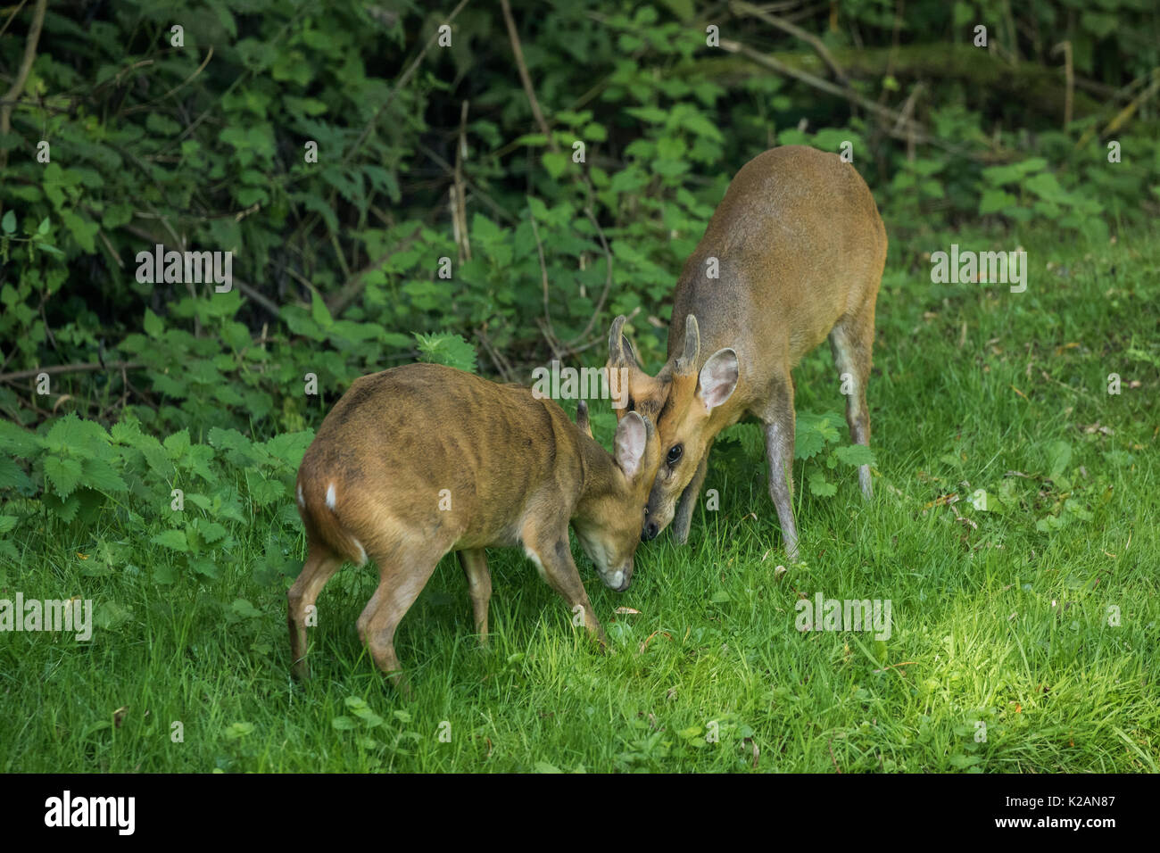 Male Muntjacs Muntiacus reevesi head butting in woodland glade Stock ...