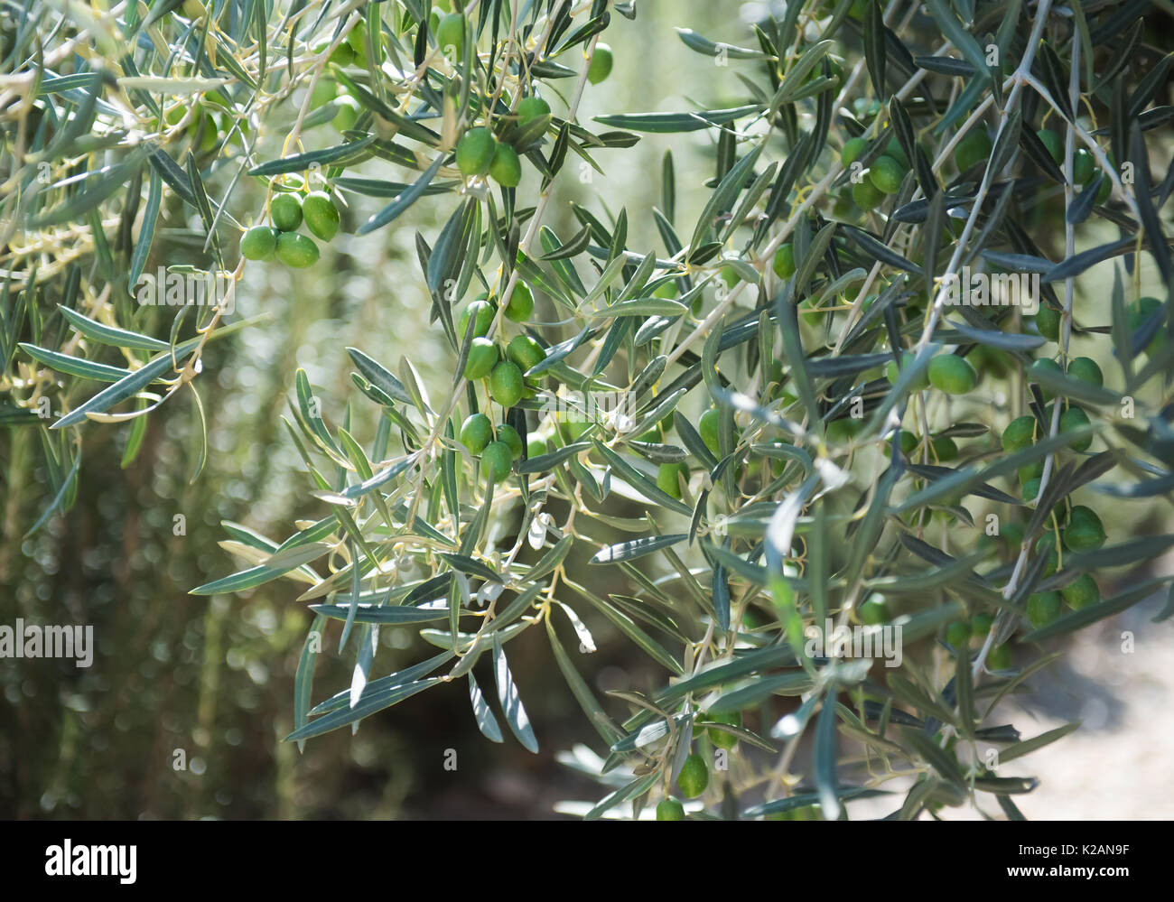 Olive tree branch with green little olives Stock Photo - Alamy