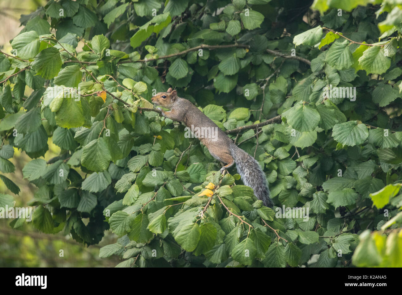 Grey Squirrel Sciurus carolinensis searching for hazel nuts in hazelnut ...