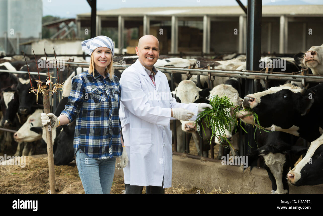 Portrait of ordinary cowgirl and doctor working in cowhouse Stock Photo ...
