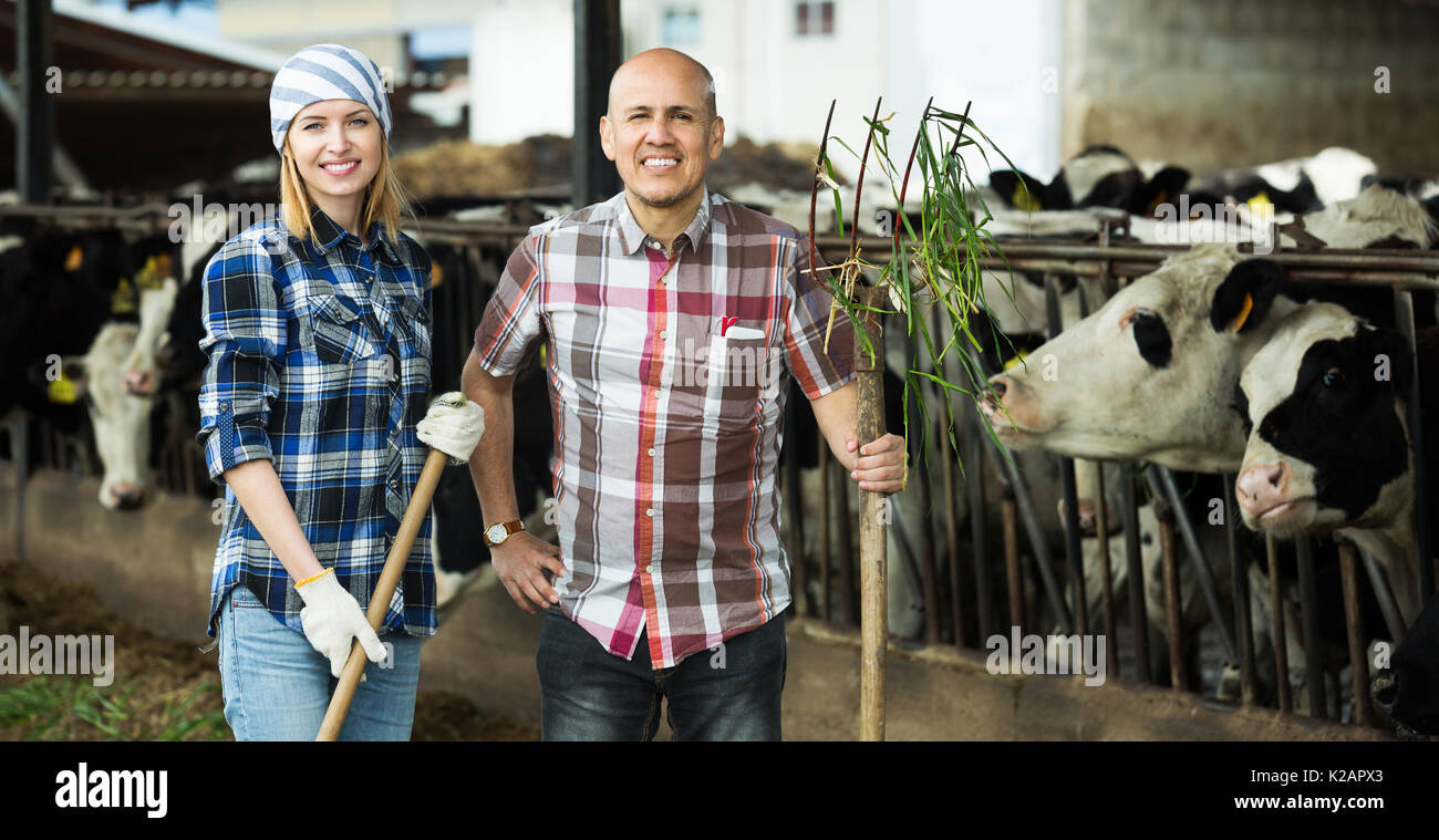 Smiling adult farm employees with pitchforks working in livestock barn ...
