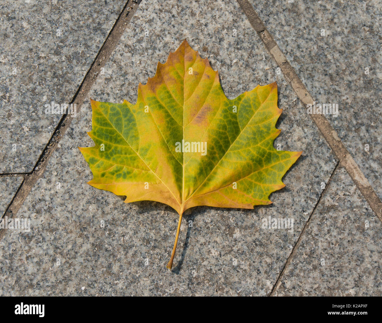 Marble leaf hi-res stock photography and images - Alamy