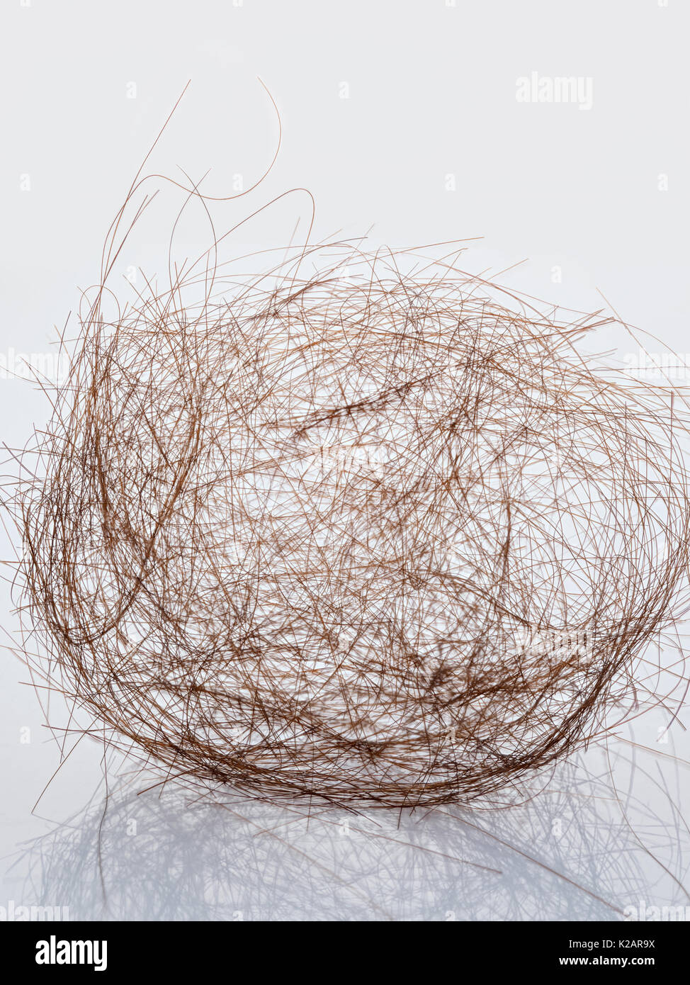 Bunches hair dark brown. On white background with reflection Stock ...