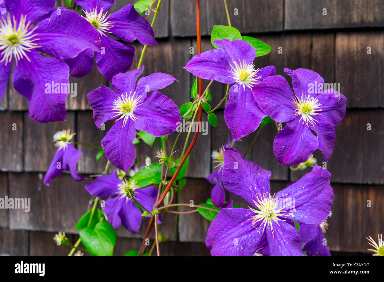 Clematis house hi-res stock photography and images - Alamy