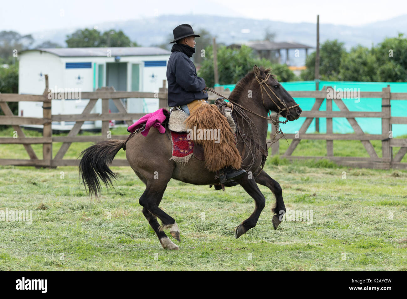 June 3, 2017 Machachi, Ecuador: cowboy wearing furry chaps riding a ...