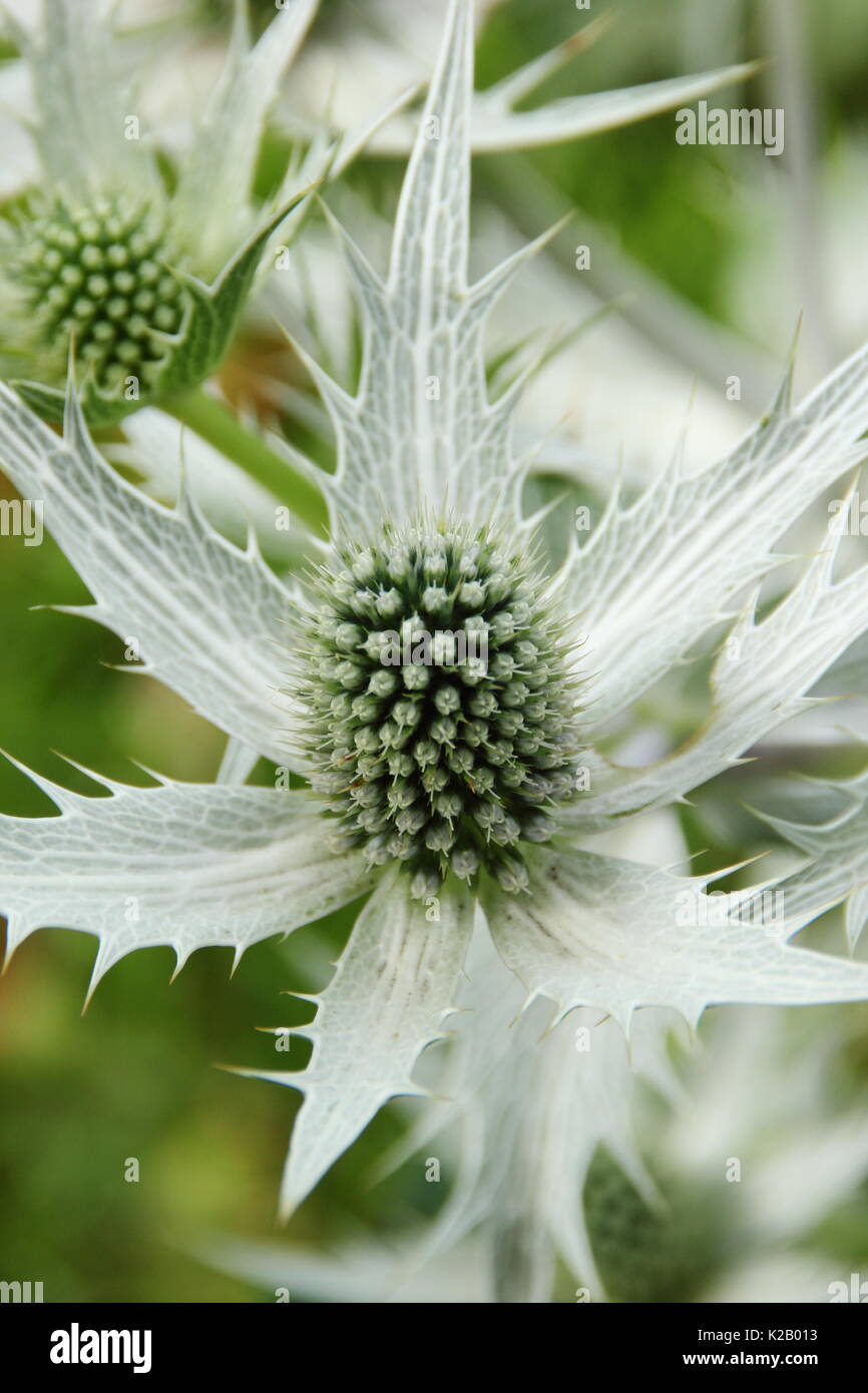 The silvery white spiky flowers of Eryngium giganteum 'Silver Ghost' in ...