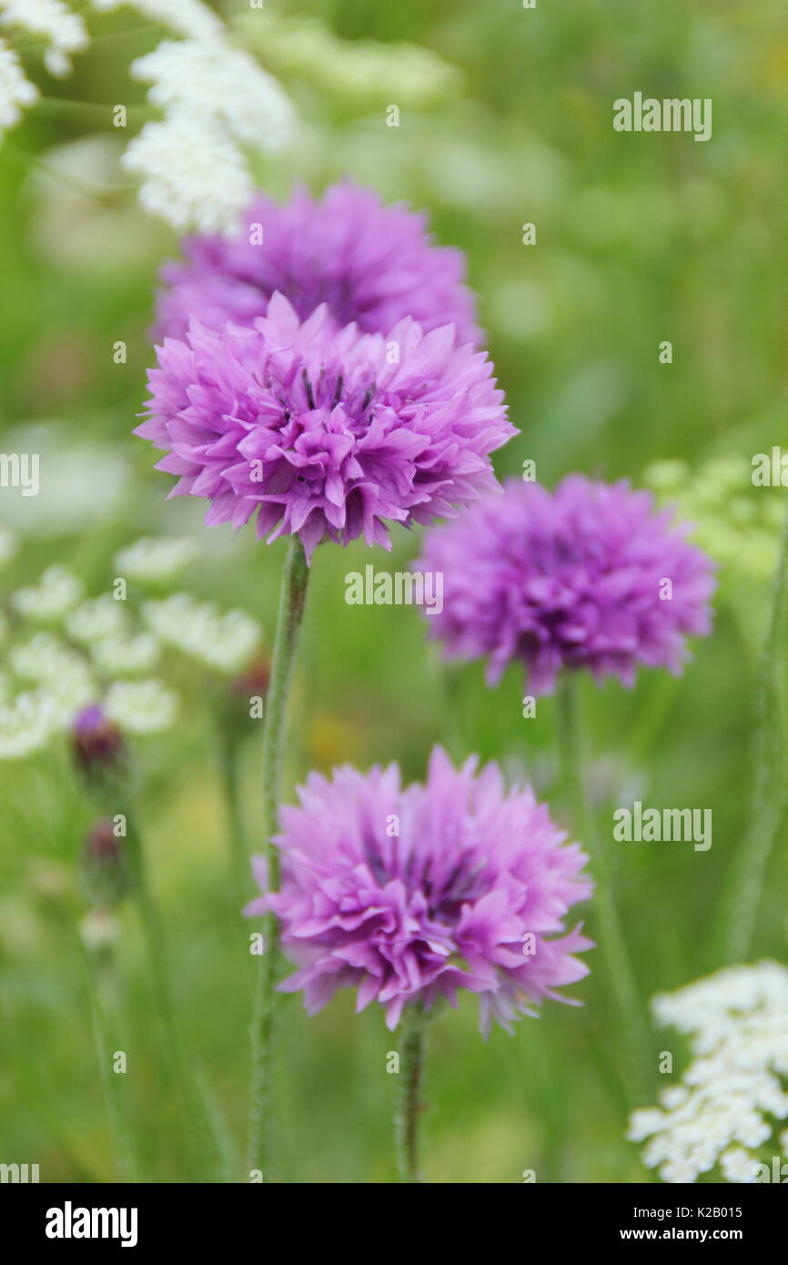 Wildflowers wildflower cornflower meadow hi-res stock photography and ...