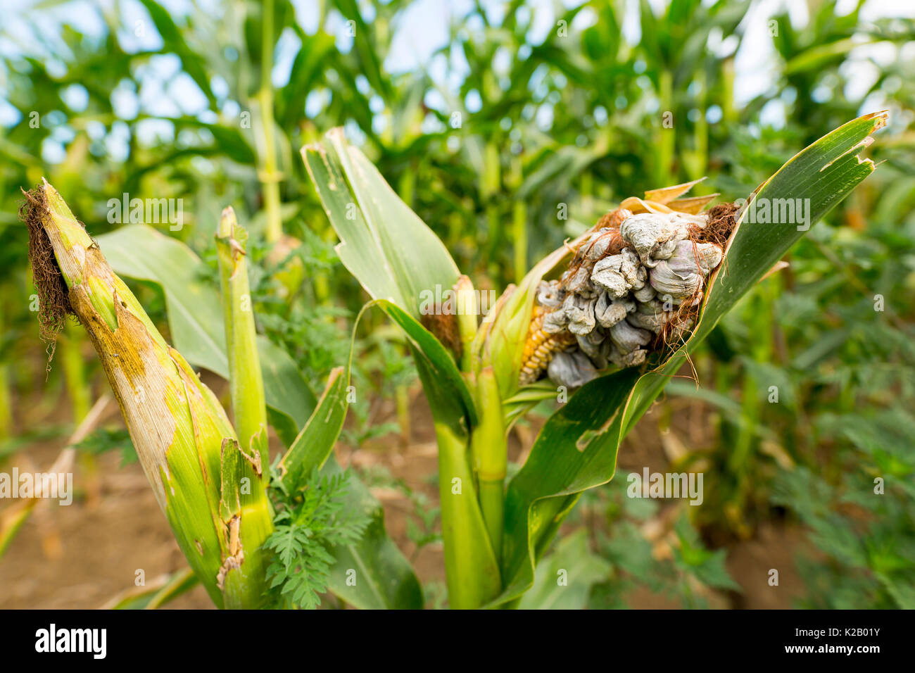 Huitlacoche - Corn smut, fungus, Mexican truffle in the green field ...