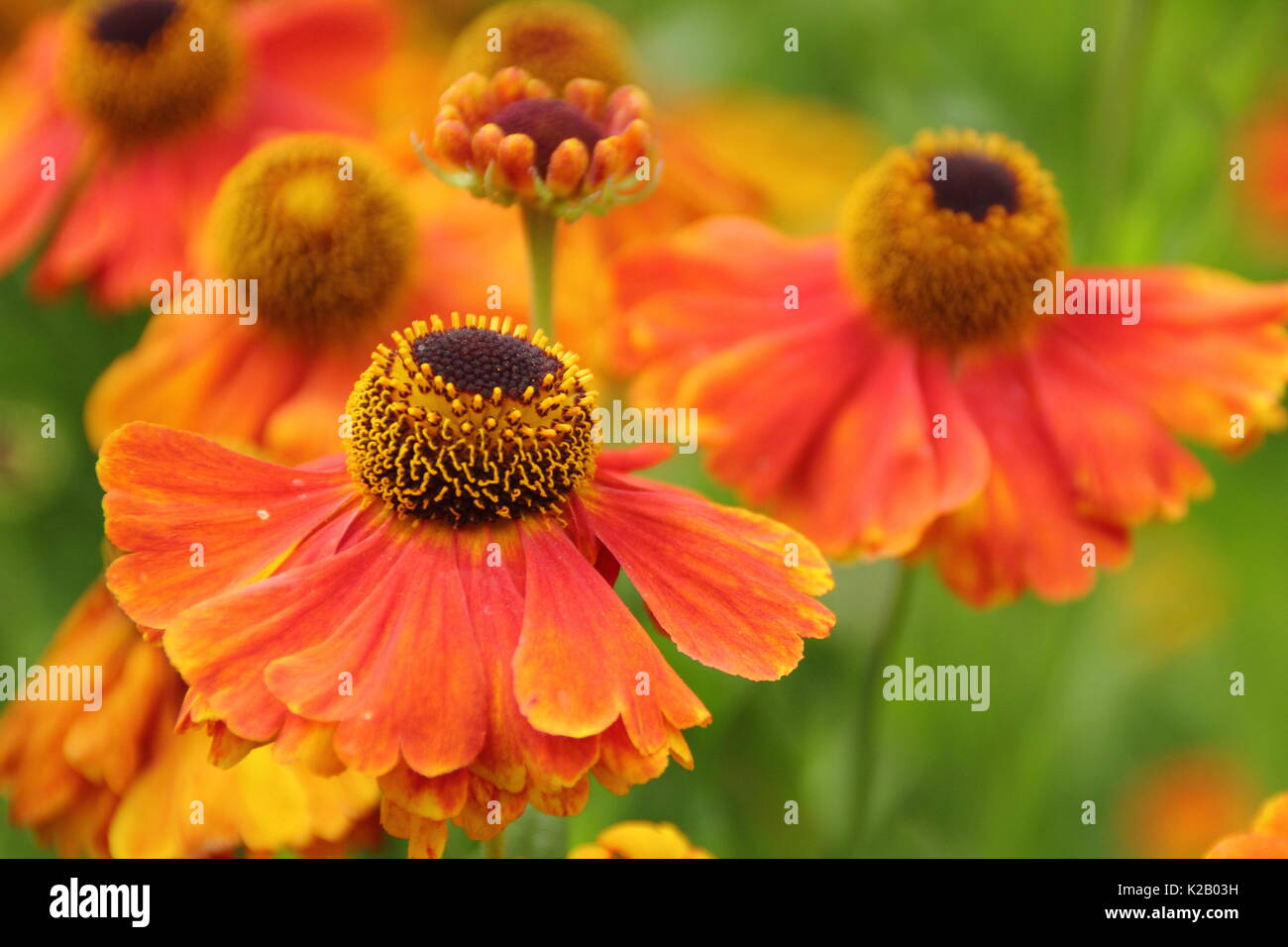 Insect daisy like flowers hi-res stock photography and images - Alamy