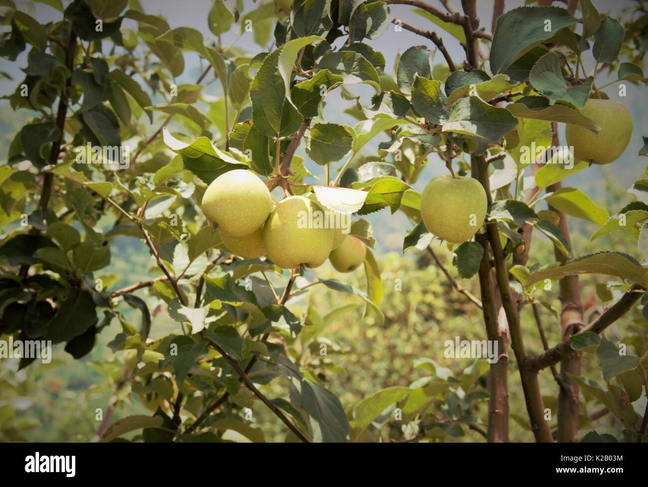Apple malang hi-res stock photography and images - Alamy