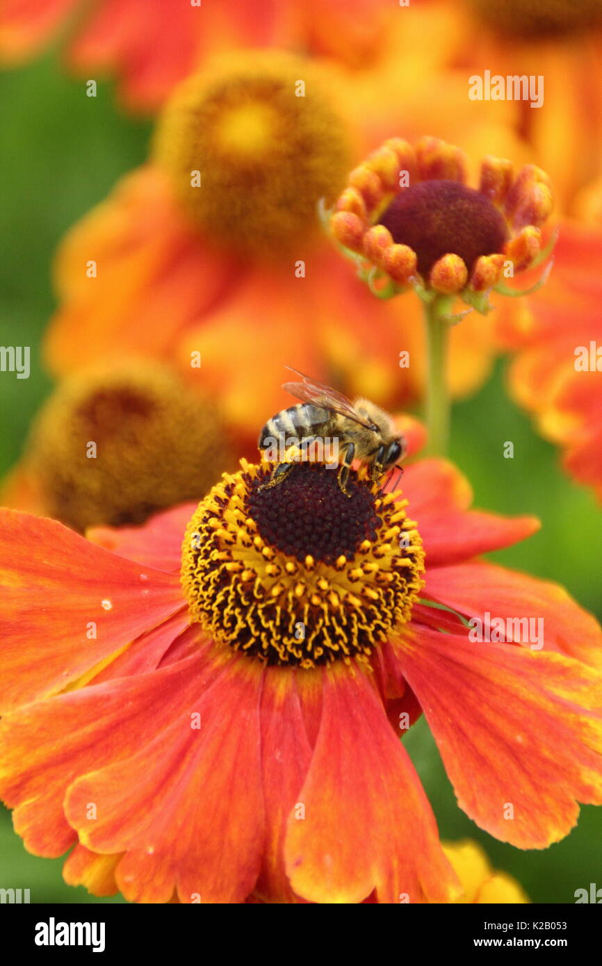 European Honey Bee (Apis Mellifera), drinking nectar from Helenium ...
