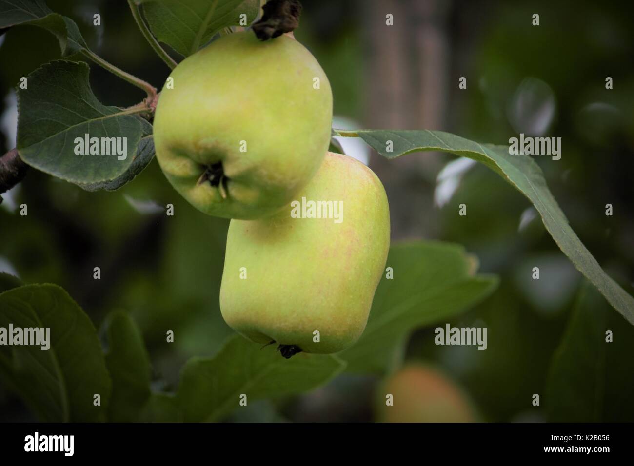 Apple malang hi-res stock photography and images - Alamy