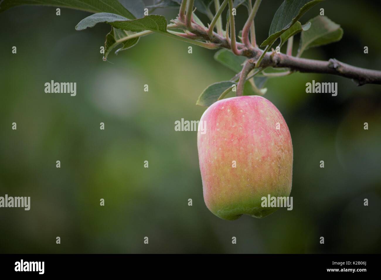 Apple malang hi-res stock photography and images - Alamy