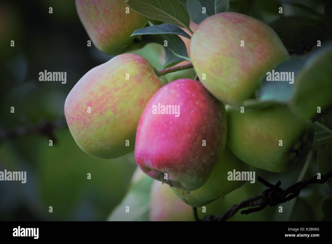 Apple malang hi-res stock photography and images - Alamy
